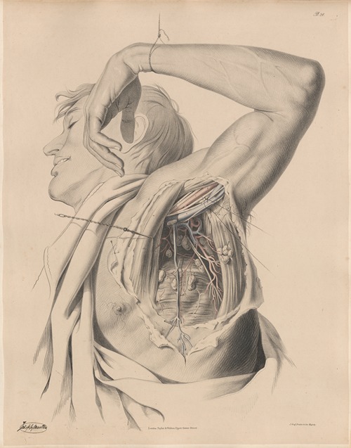 Various forms of the Veins connected with the Femoral artery - Artvee