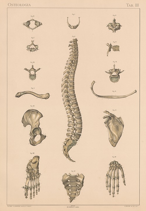 Anatomie normale du corps humain - Artvee