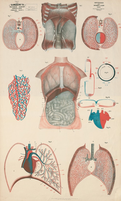 Lambert's pictorial anatomy - Artvee