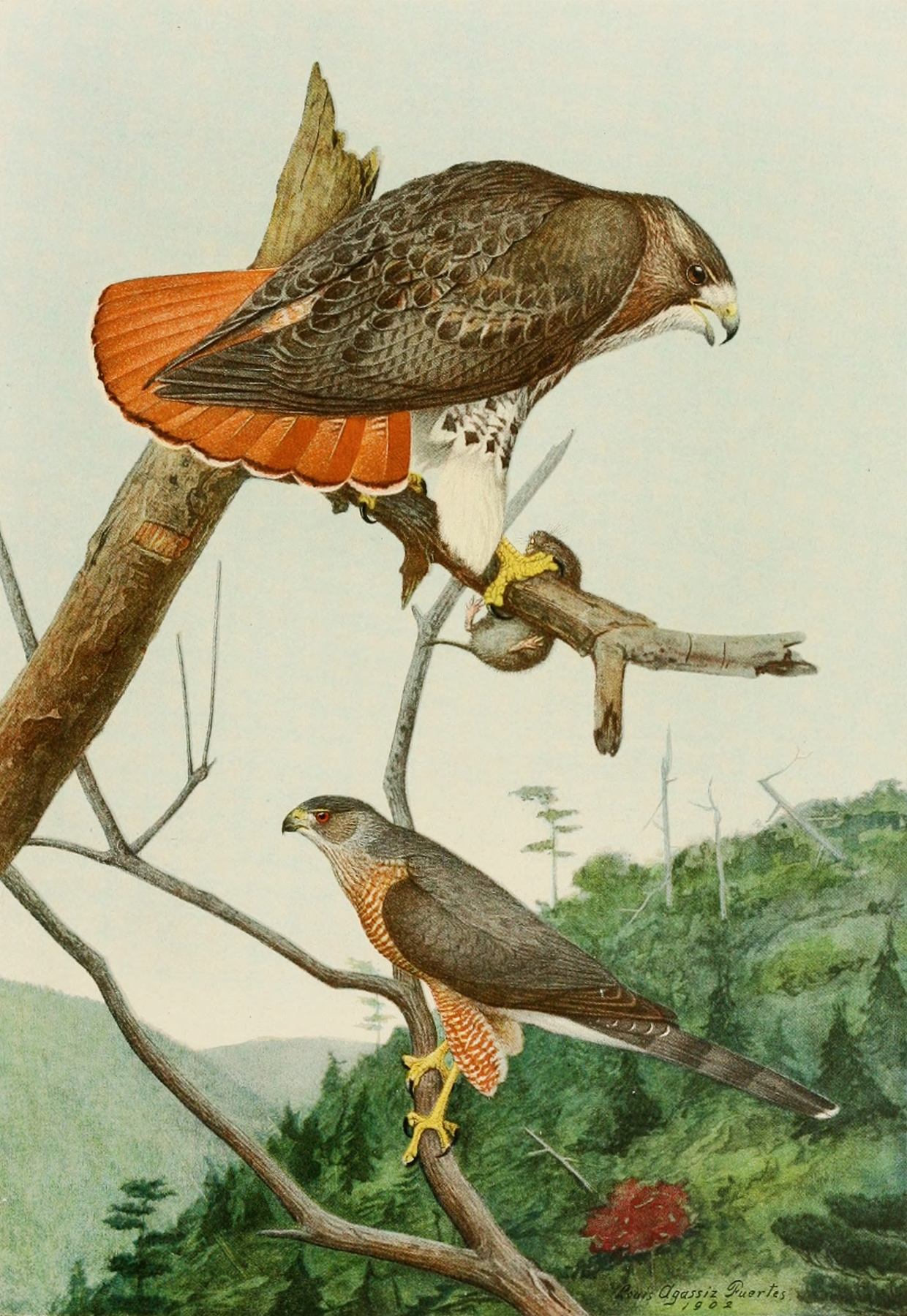 Red-Tailed Hawk,Cooper’s Hawk - Artvee