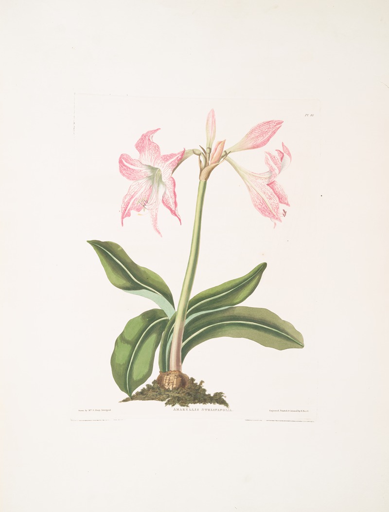 Amaryllis steilatafolia - Artvee