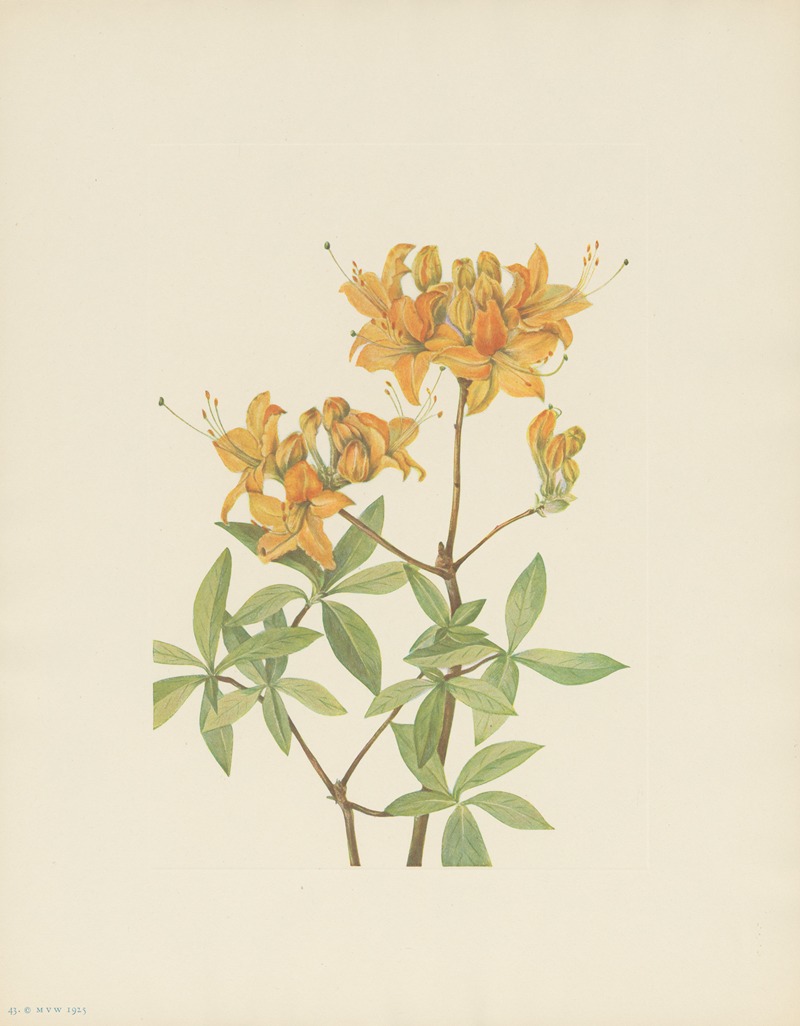 Flame Azalea (Azalea lutea) - Artvee