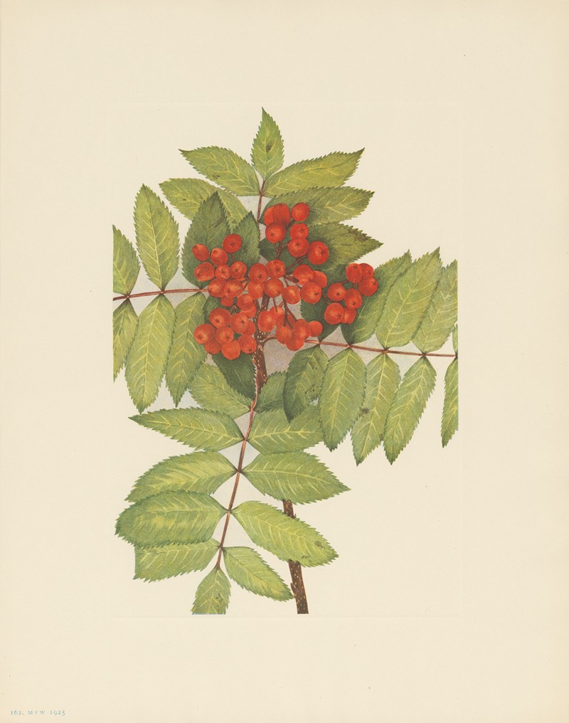 Western Mountain-ash (Sorbus sambucifolia) - Artvee