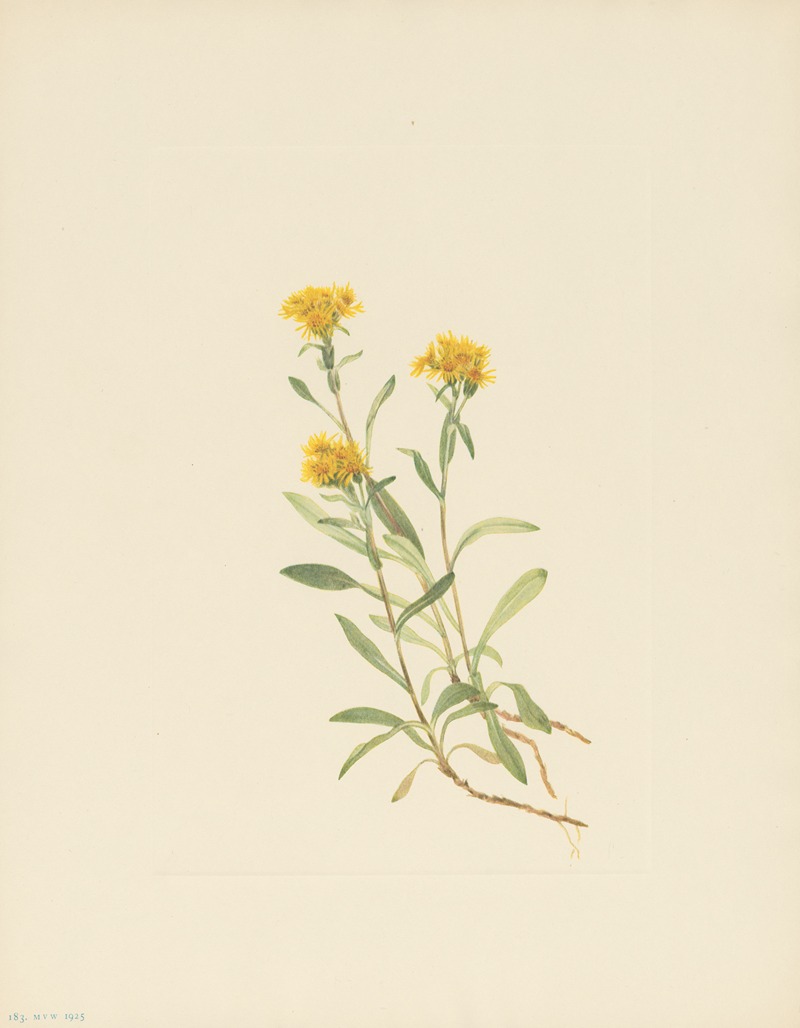 Sidesaddle Goldenrod (Solidago ciliosa) - Artvee