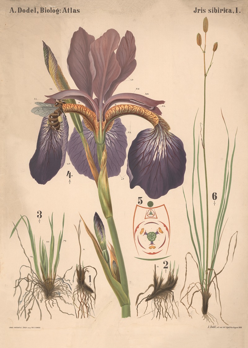 Iris sibirica - Artvee