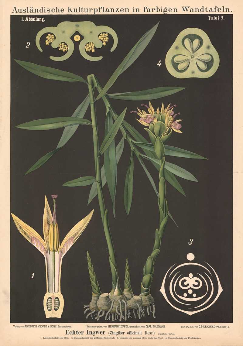 Echter Ingwer (Zingiber officinale Rose.) - Artvee
