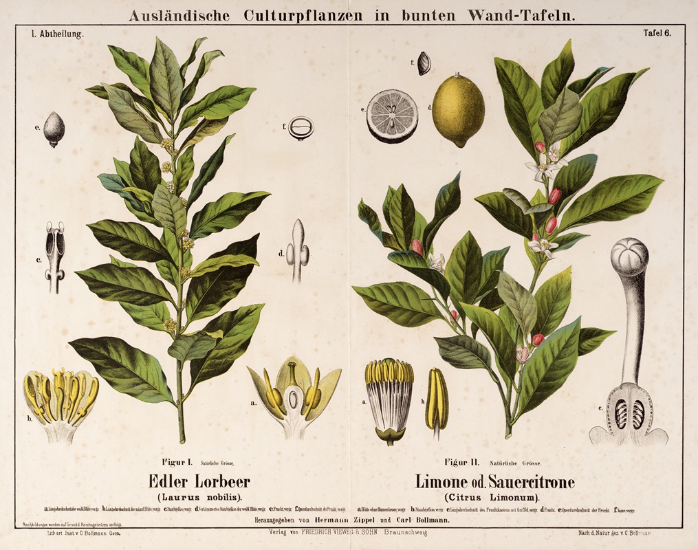 Laurus nobilis, Citrus limonum ; laurierboom, citroen - Artvee