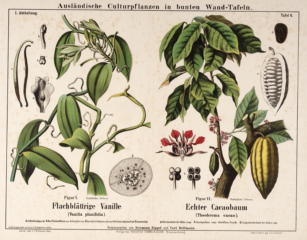 Vanilla planifolia, Theobroma cacao ; vanilleplant, cacaoboom - Artvee