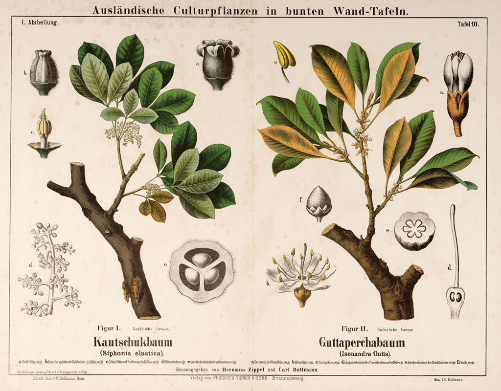 Siphonia elastica, Isonandra gutta ; rubberboom, gutta-perchaboom - Artvee