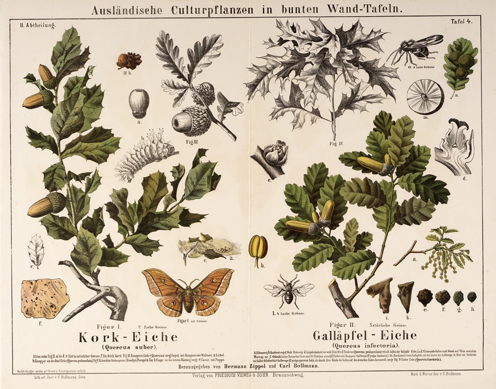 Quercus suber, Quercus infectoria ; kurkeik, Portugese eik - Artvee