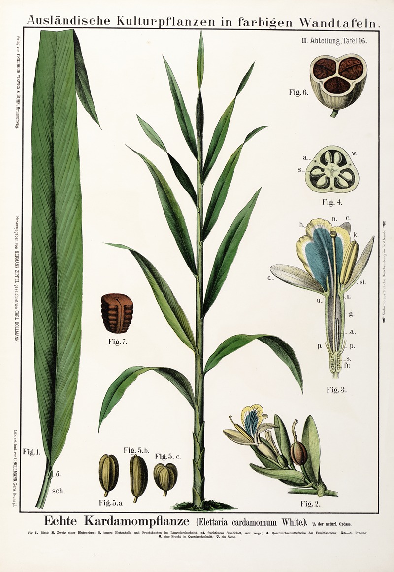 Elettaria cardamomum ; kardemon - Artvee