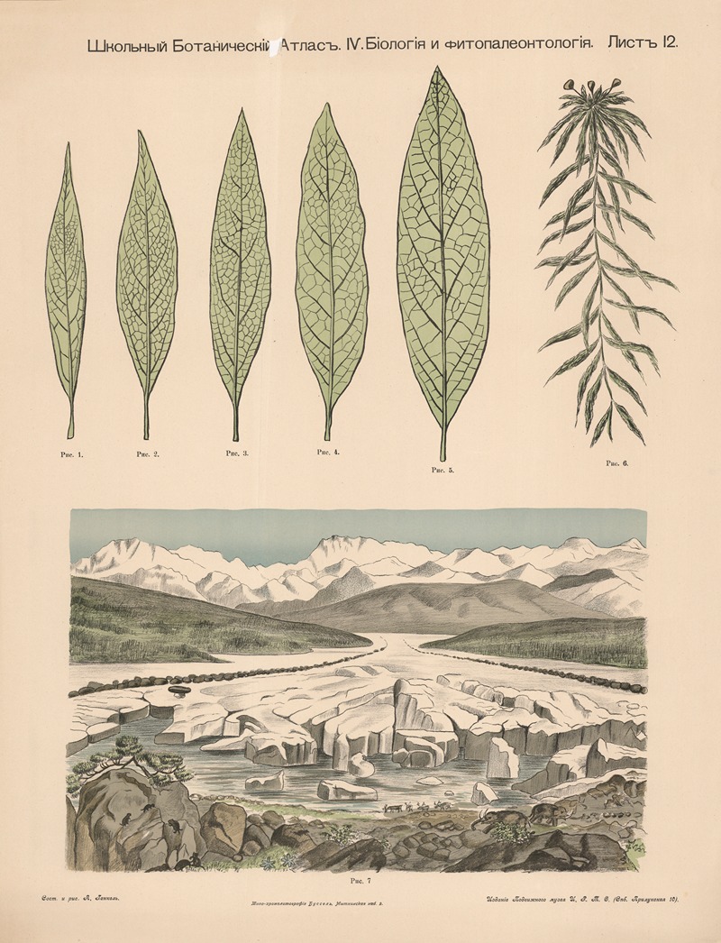Arctic plants - Artvee