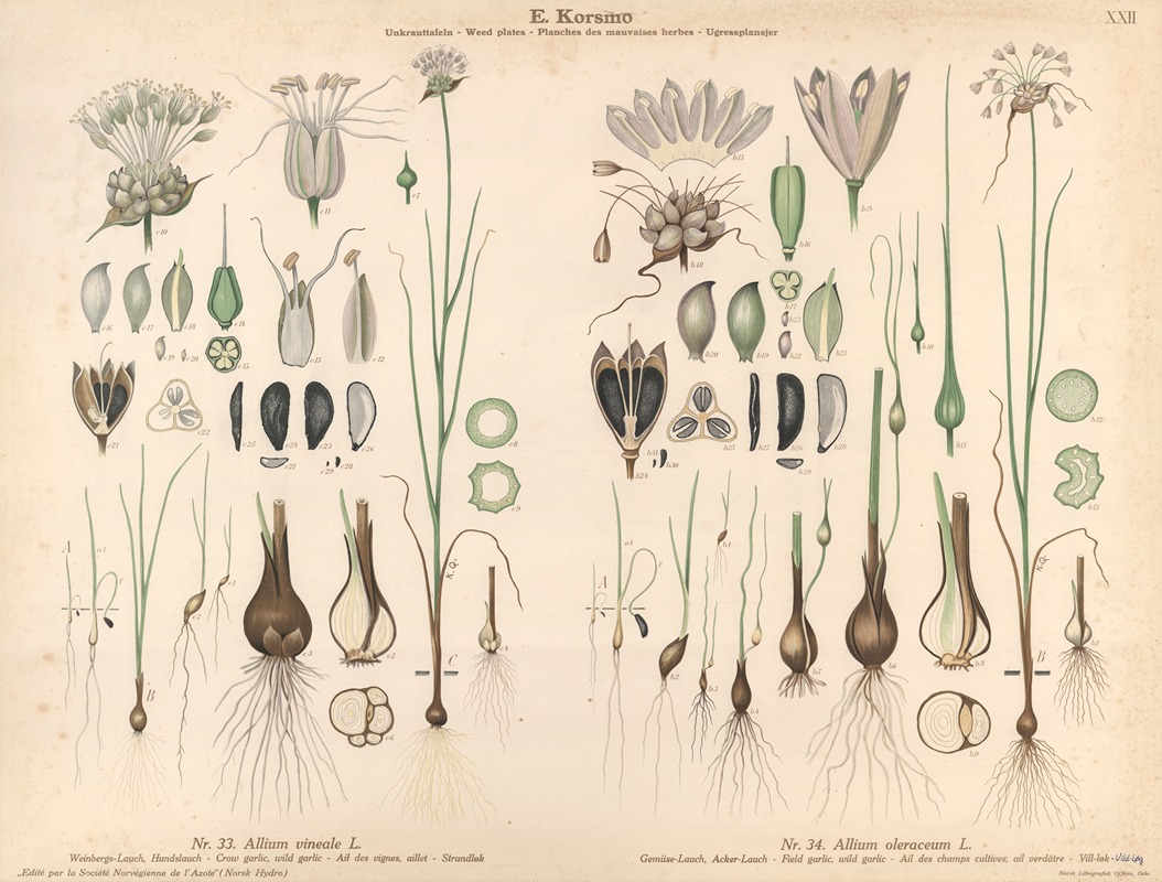Crow garlic, wild garlic, Field garlic, wild garlic - Artvee