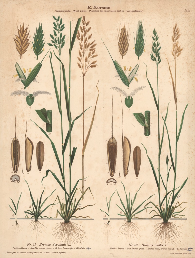 Rye-like brome grass, Soft brome grass - Artvee