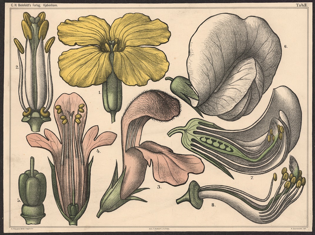 Blomstens bygning II - Artvee