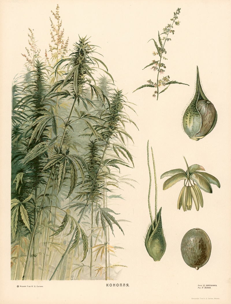 Thornapple - Artvee
