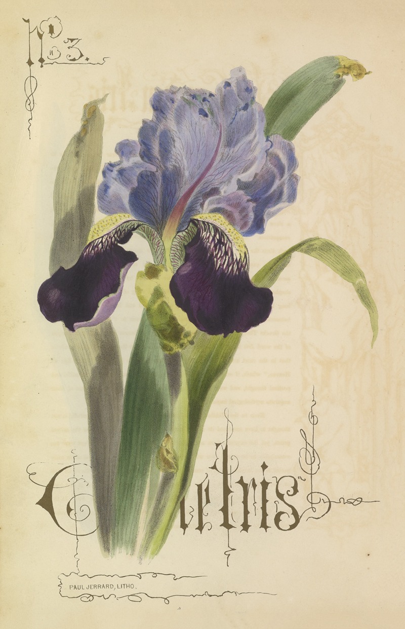 Garden Iris - Artvee