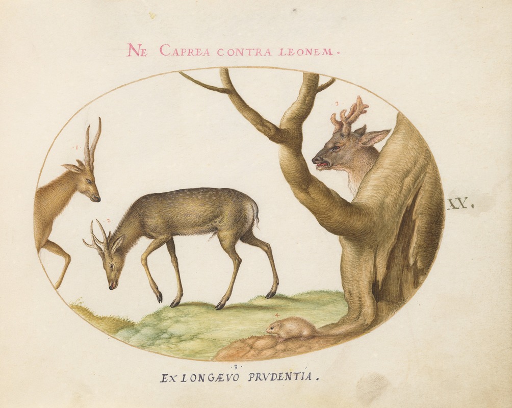 Three Types of Stags with a Dormouse - Artvee