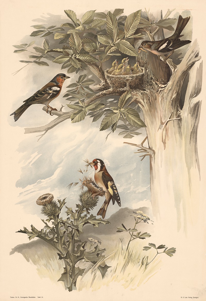 Chaffinch and goldfinch - Artvee