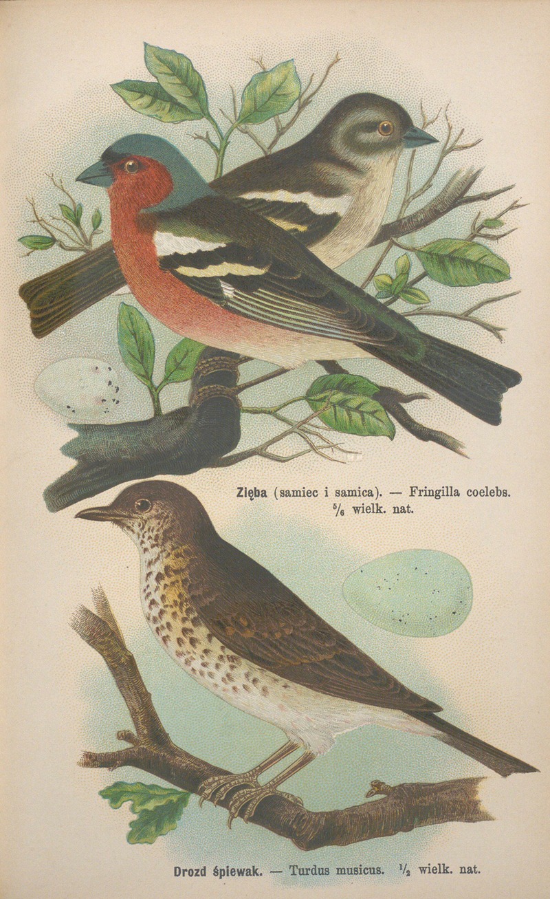 Fringilla coelebs, Turdus musicus - Artvee