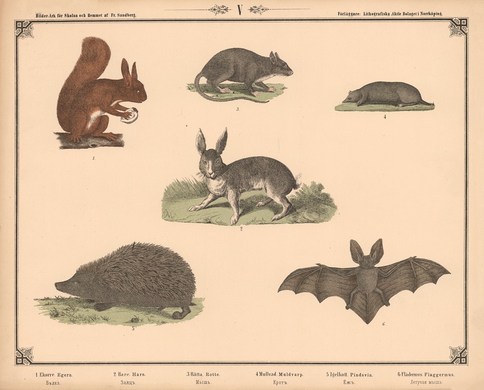 Egern, Hare, Rotte, Muldvarp, Pindsvin og Flagermus - Artvee