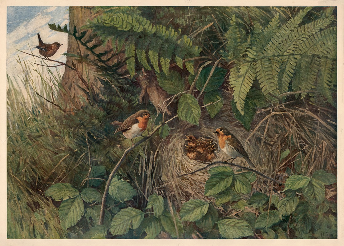 European robin - Artvee