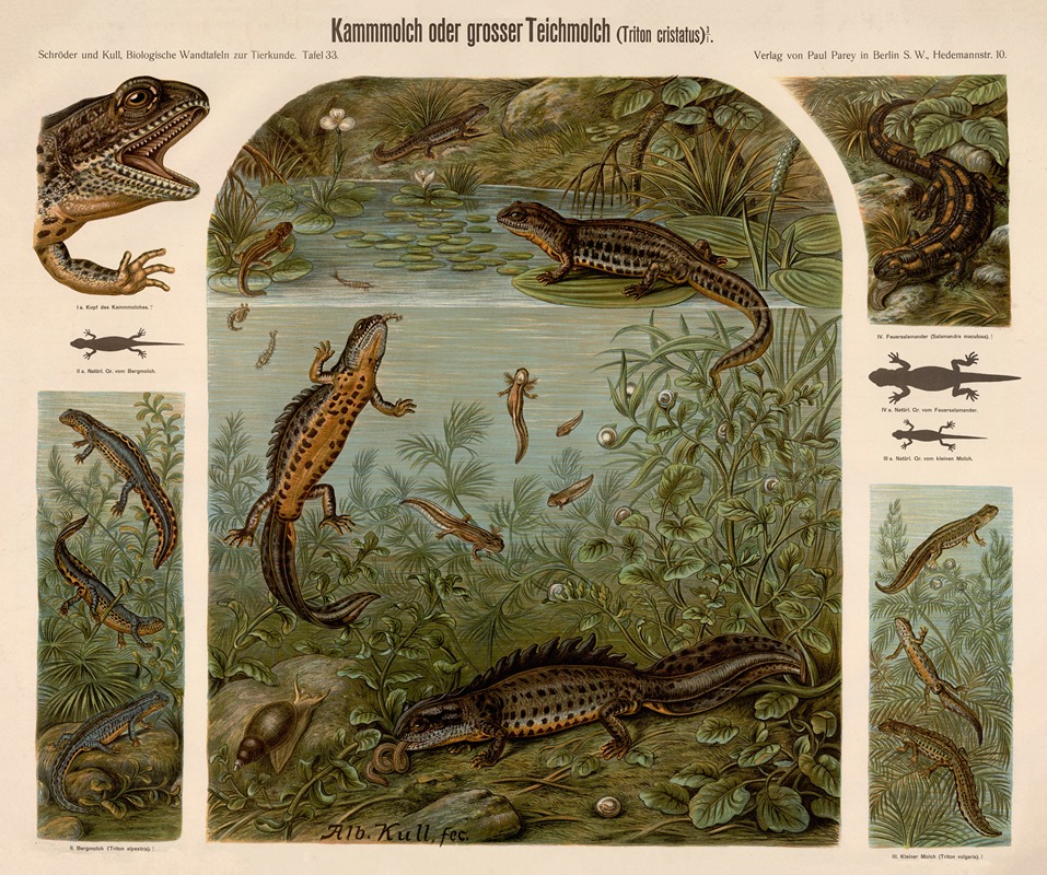 Albert Kull - Artvee