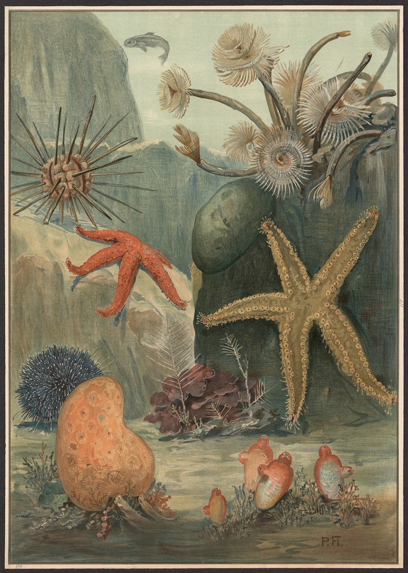 Worms, starfish, sea urchins, etc. - Artvee