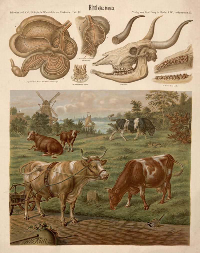 Cattle (Bos taurus) - Artvee