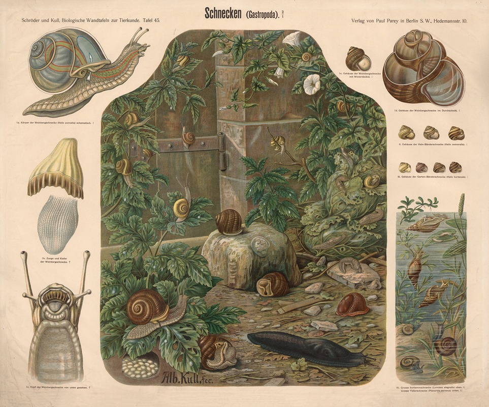 Schnecken (Gastropoda) - Artvee