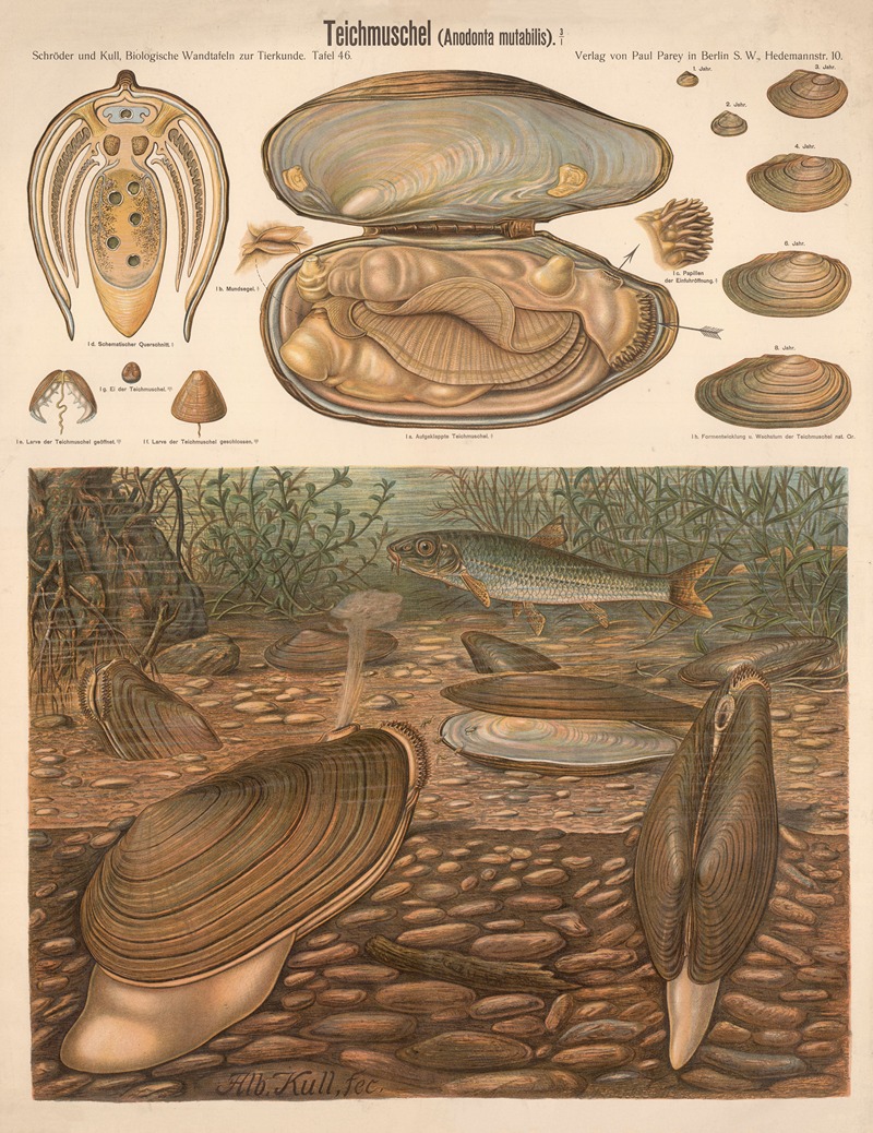 Mussel (Anodonta mutabilis) - Artvee