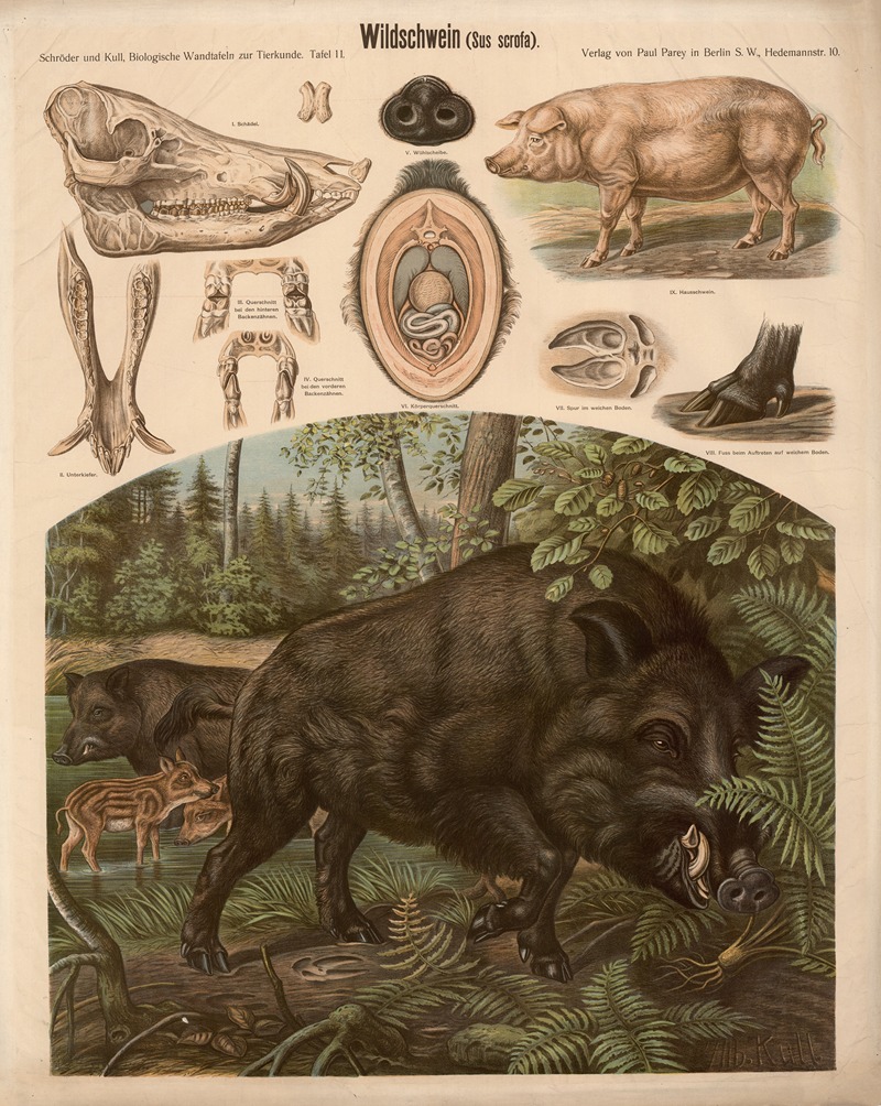 Wild boar (Sus scrofa) - Artvee