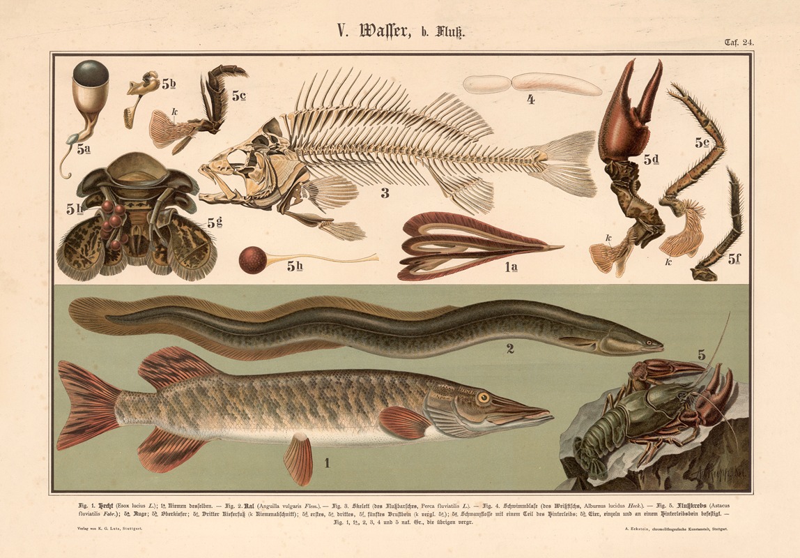 Adolph Rupp - Artvee