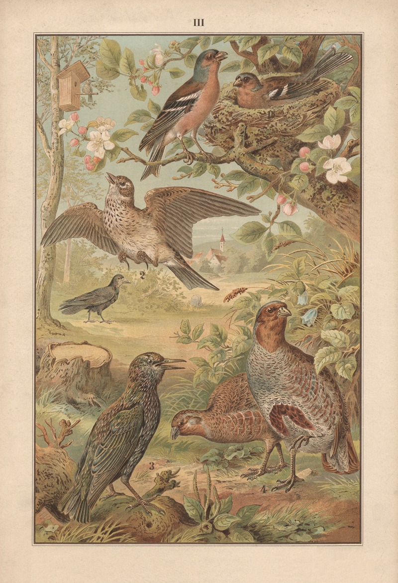 Chaffinch, lark, starling, and partridge - Artvee