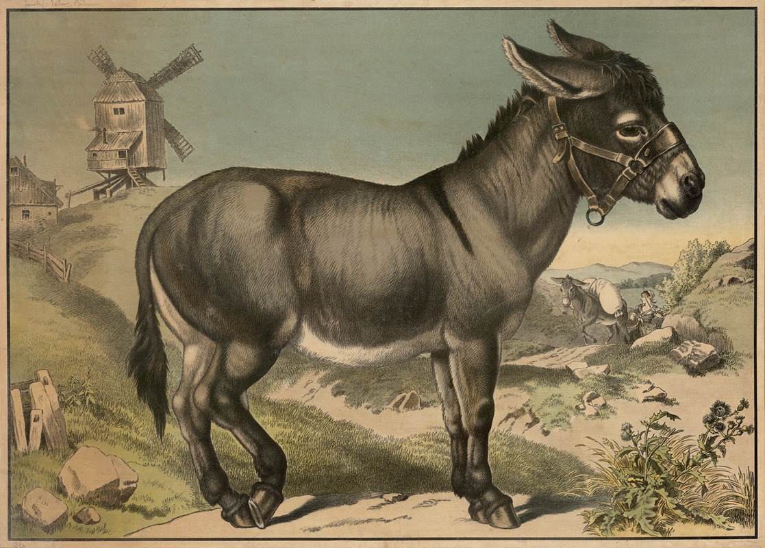 Donkey - Artvee