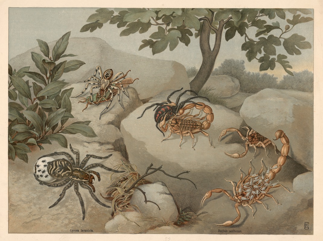 Scorpion and tarantula - Artvee