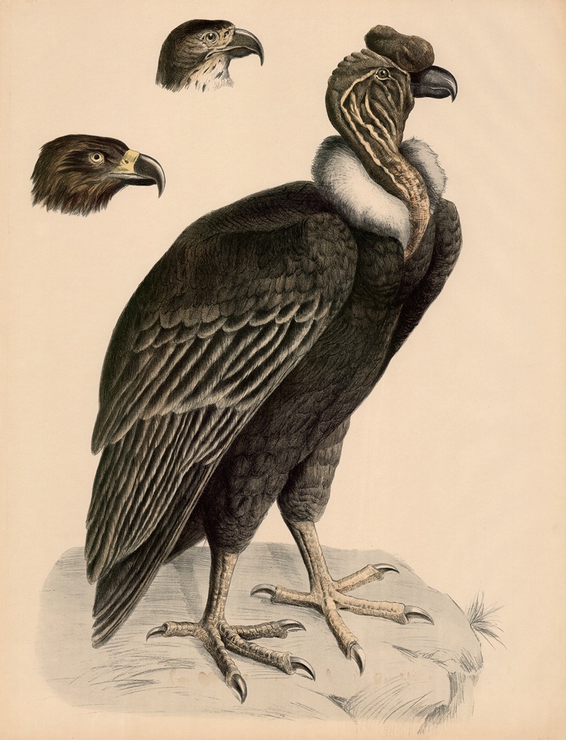 Condor (Sarcohamphusrgryphus), köpf des Adler und Habicht - Artvee