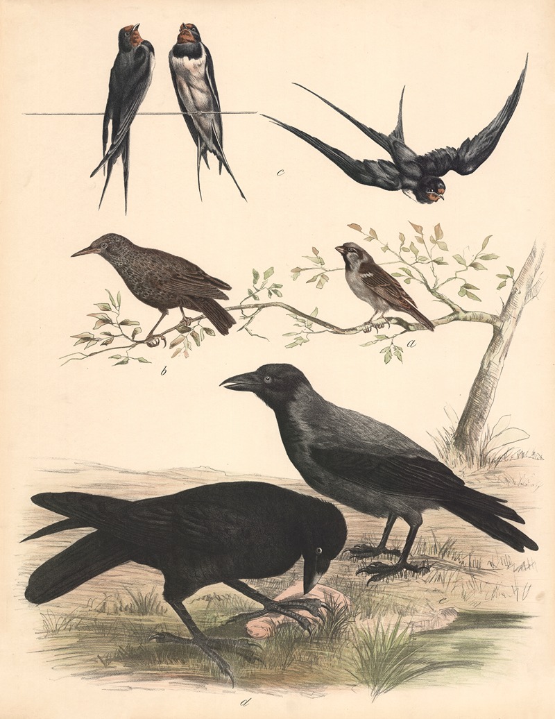 Sparrow, starling, swallow, raven, crow - Artvee