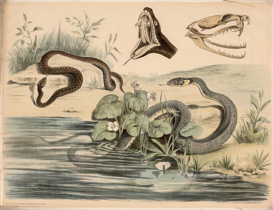 Kreuzotter, (Pelias berus) Ringelnatter, (Tropidonotus natrix) Schädel ...