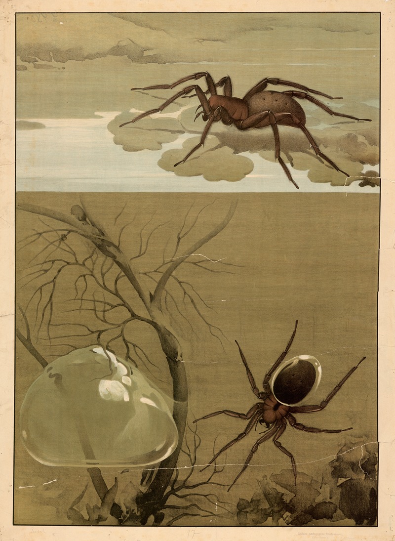 Diving bell spider - Artvee