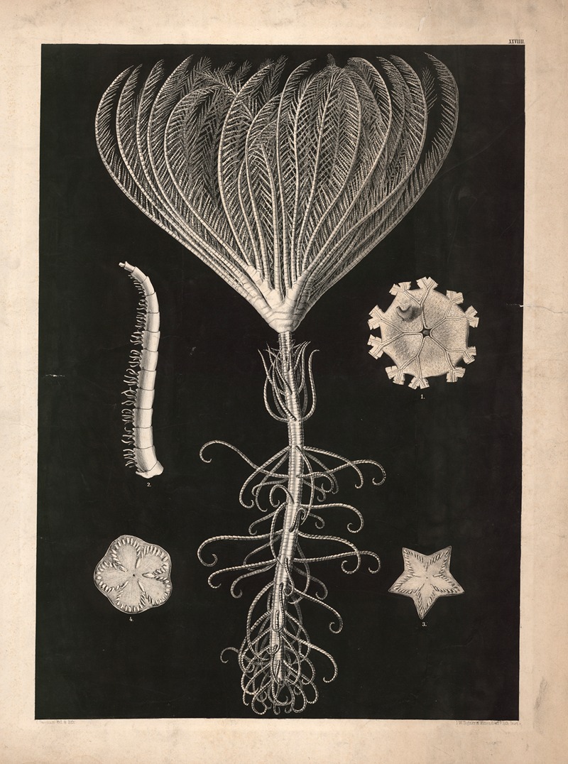 Tegner & Kittendorf's Biology Boards - Artvee