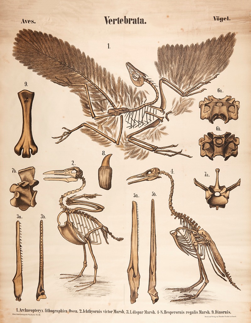 Vertebrates – Birds - Artvee