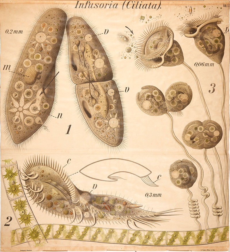 Infusoria - Artvee