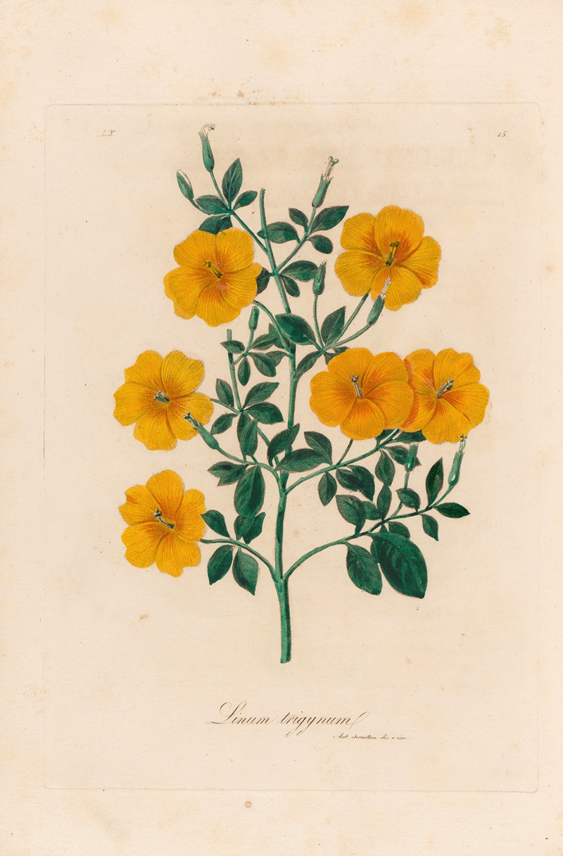 Linum trigynum - Artvee