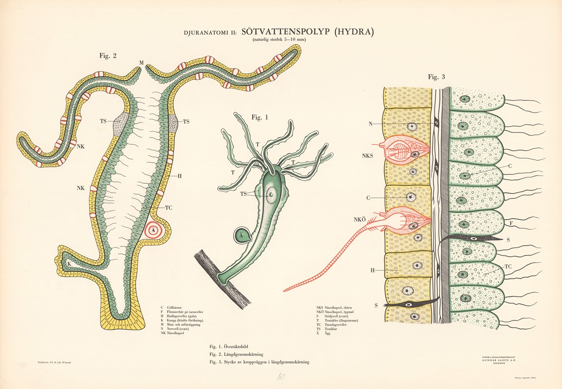 Freshwater polyp - Artvee