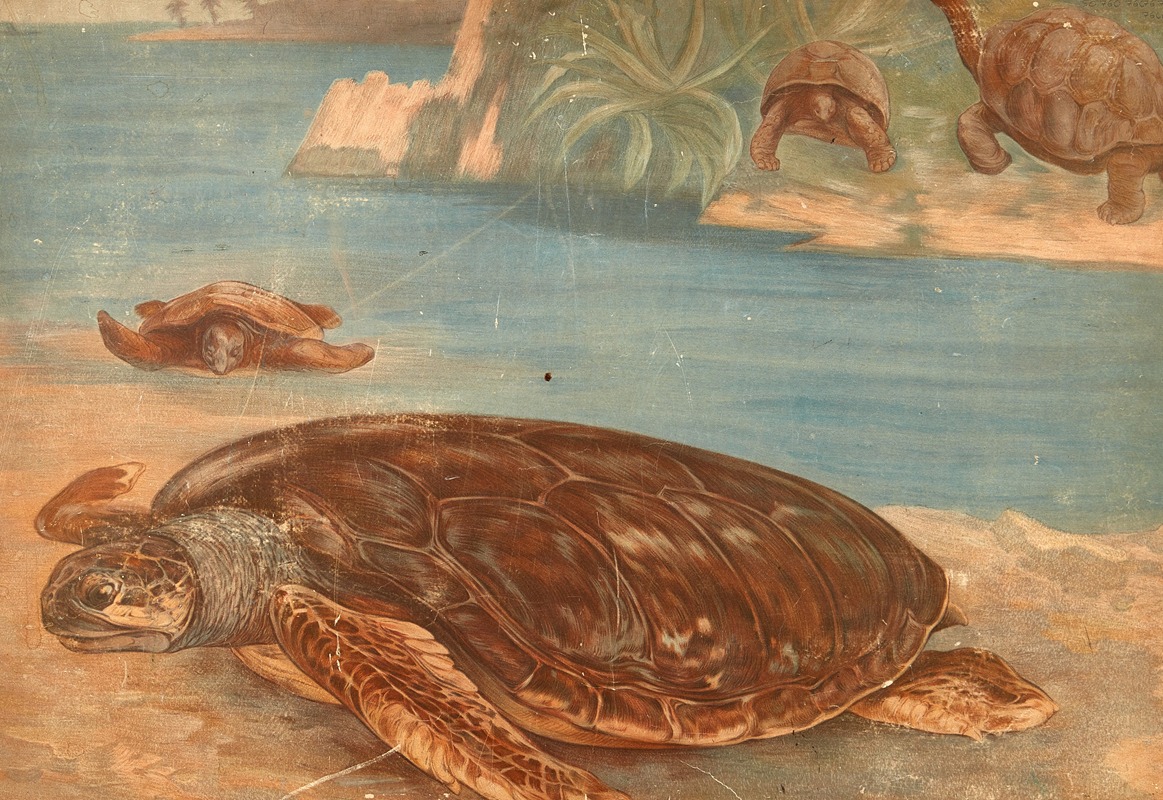 Hawksbill sea turtle (Chelone imbricata) - Artvee