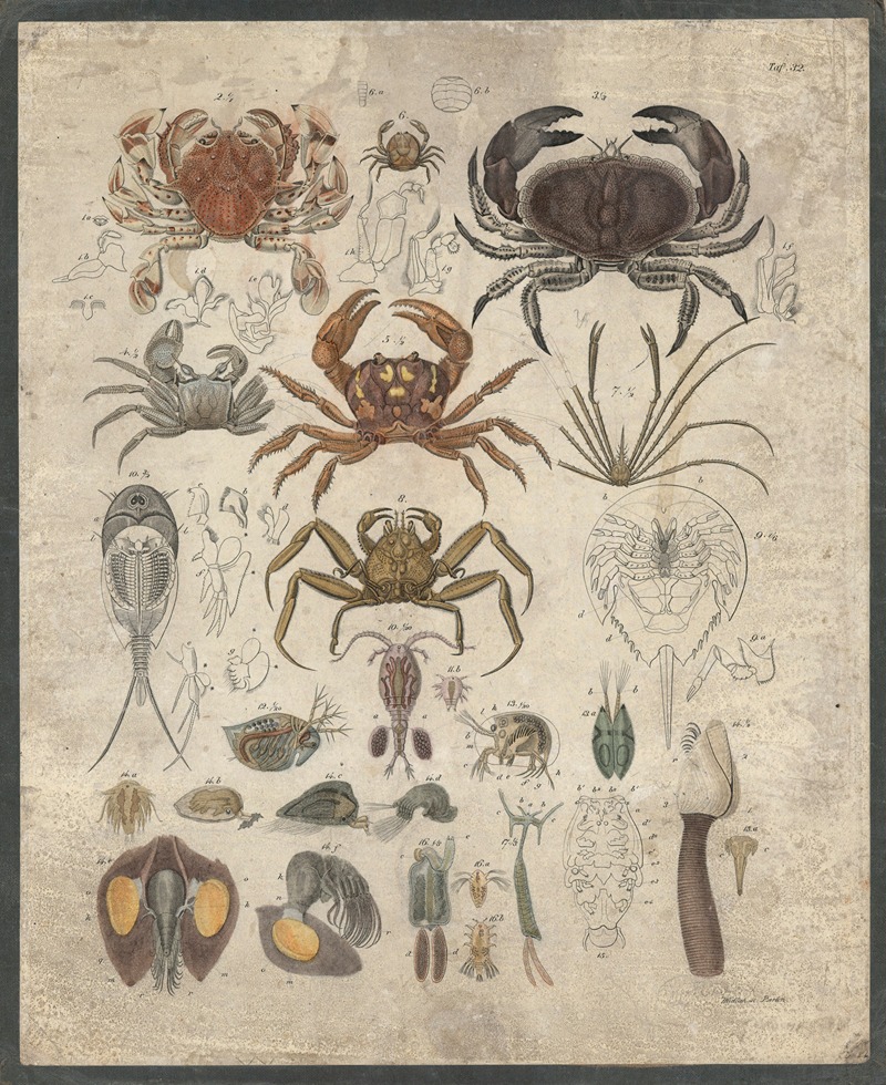 Crabs and similar animals - Artvee