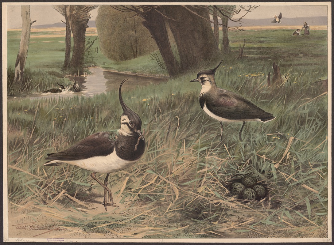 Northern lapwing - Artvee