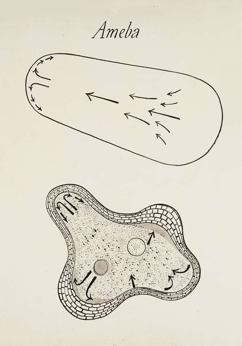 Amoeboid movement in an amoeba - Artvee