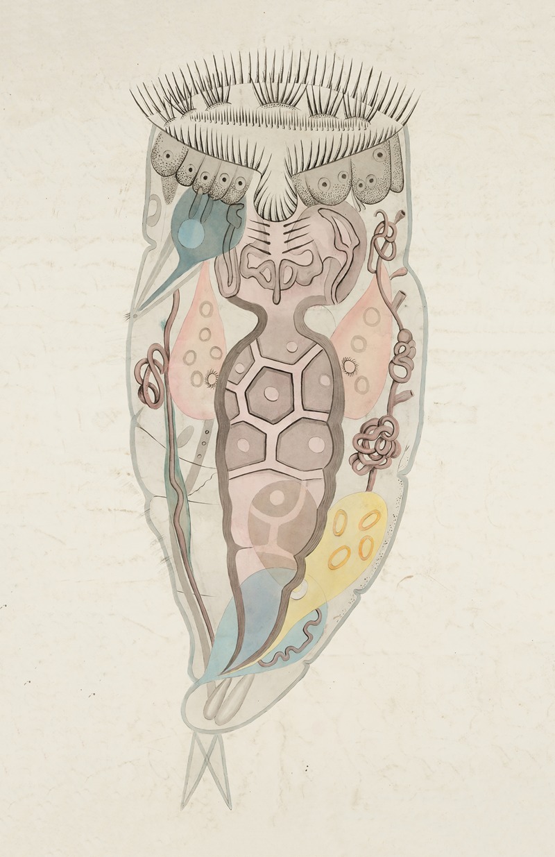 Anatomy of a rotifer - Artvee